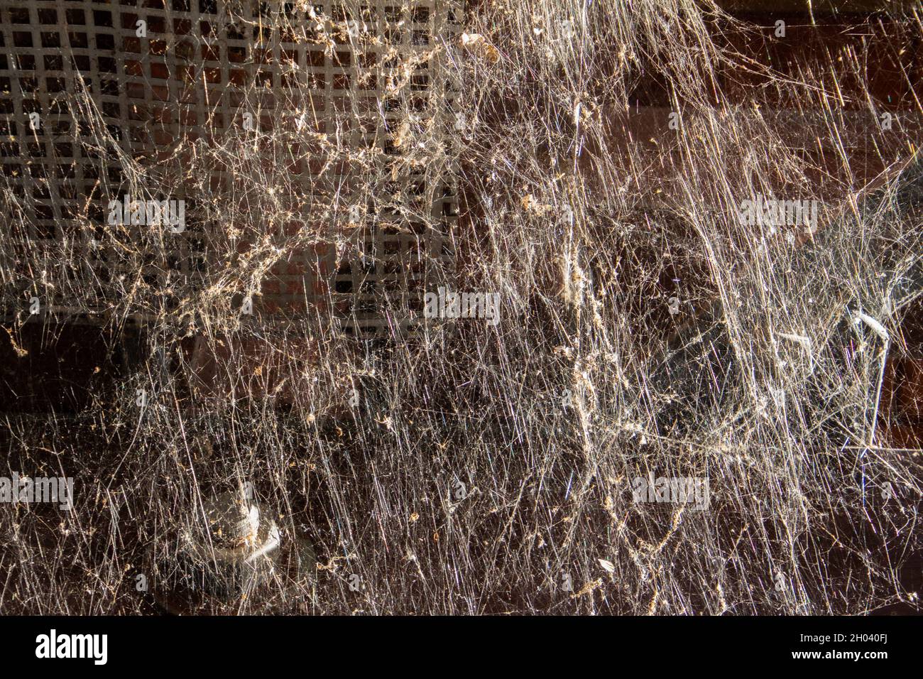 Abstract white spider web under a roof illuminated by the sun Stock ...