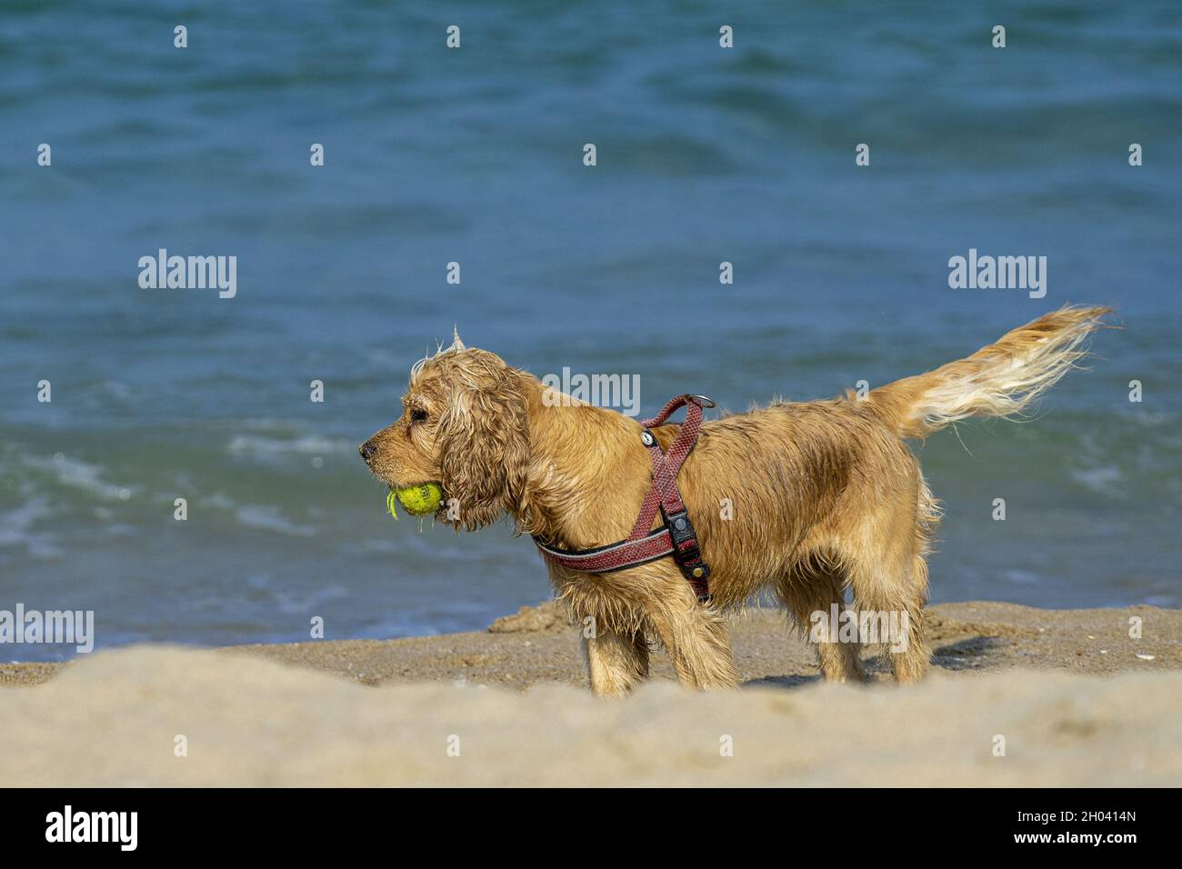 Cute Cocker Spaniel dog playing on the sandy beach Stock Photo - Alamy
