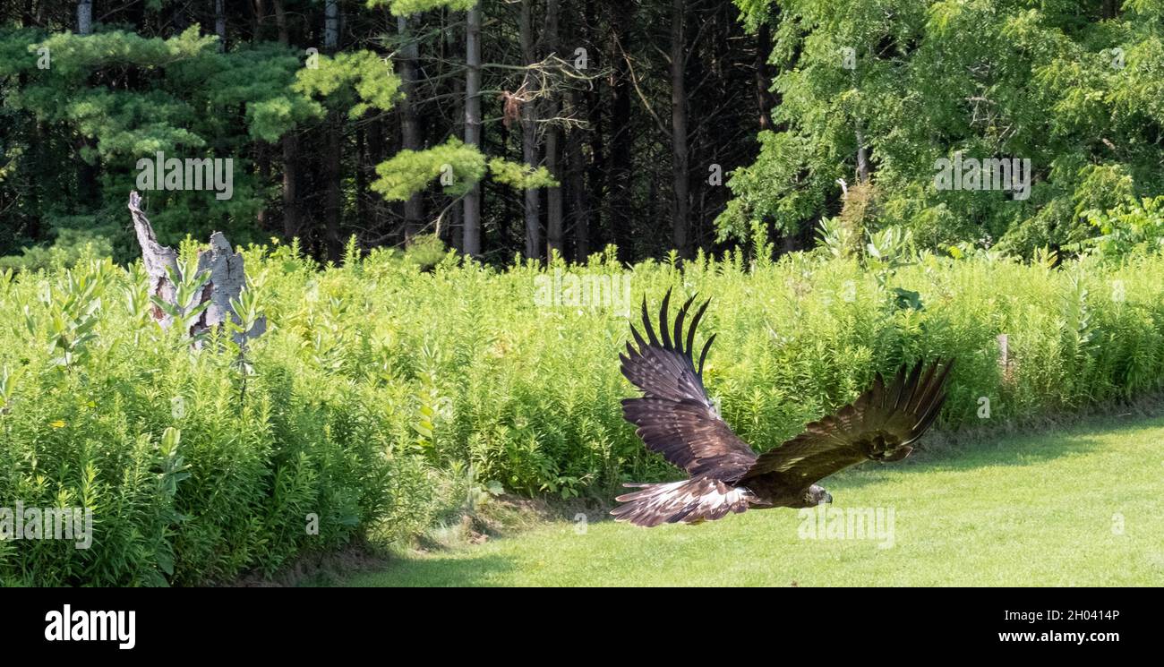 Flying bird of prey in a park Stock Photo - Alamy
