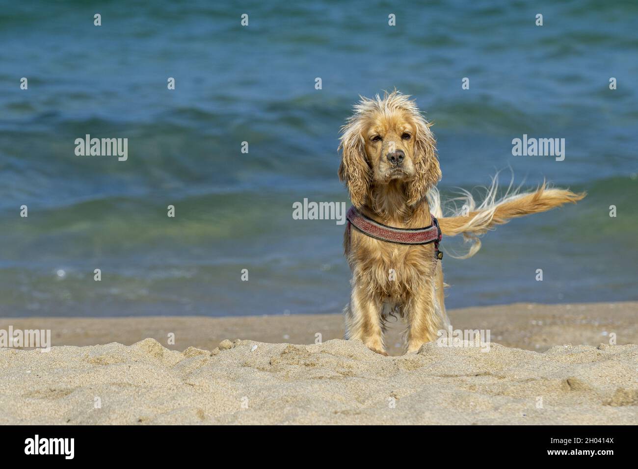Cute Cocker Spaniel dog on the sandy beach Stock Photo - Alamy