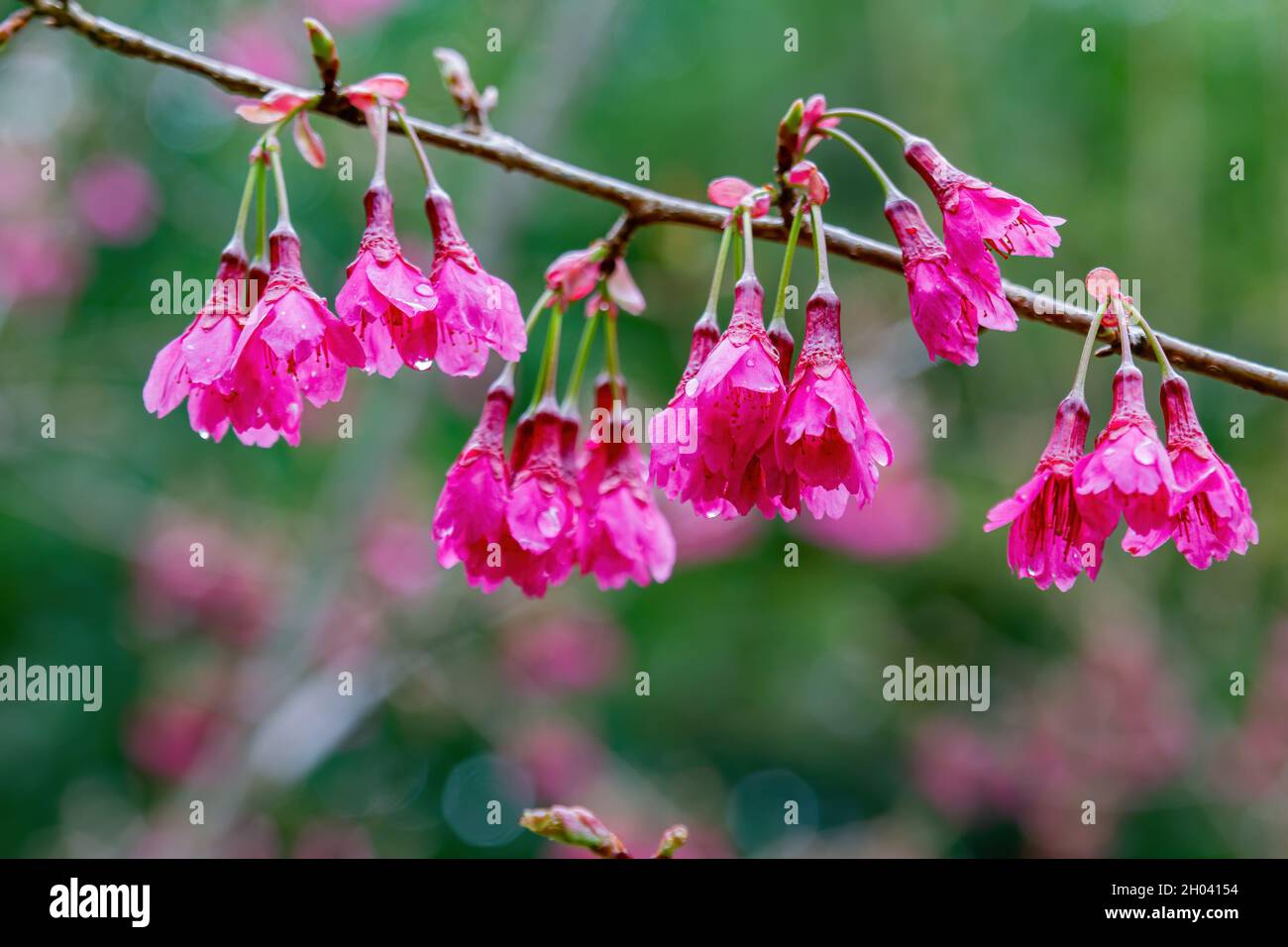 Prunus campanulata hi-res stock photography and images - Alamy