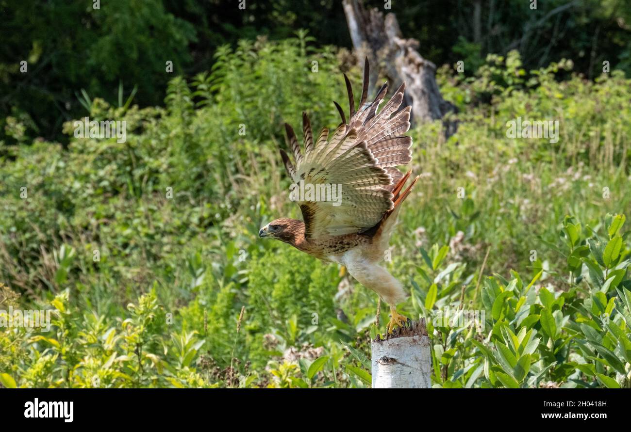 Flying red tail hawk in a green park Stock Photo - Alamy