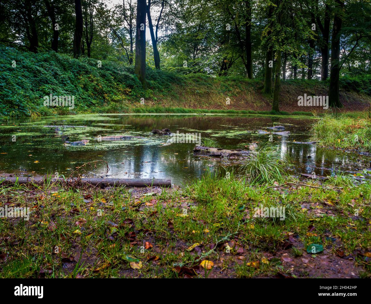 Devon plants hi-res stock photography and images - Alamy