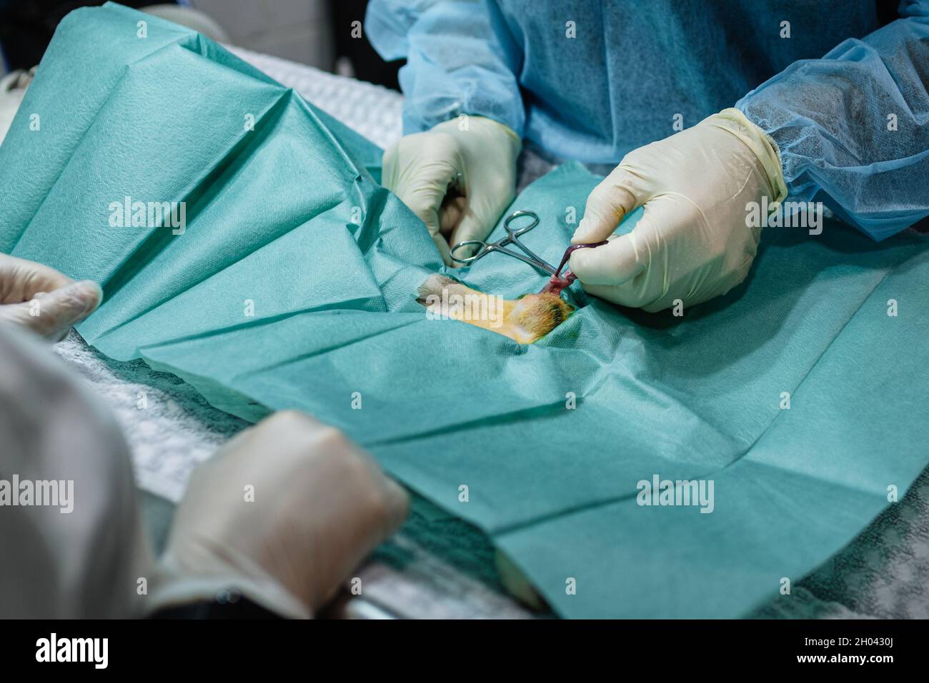 Two professional veterinarians work together in the operating room ...
