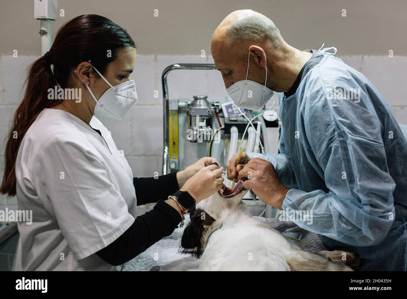 Checking dog hi-res stock photography and images - Alamy