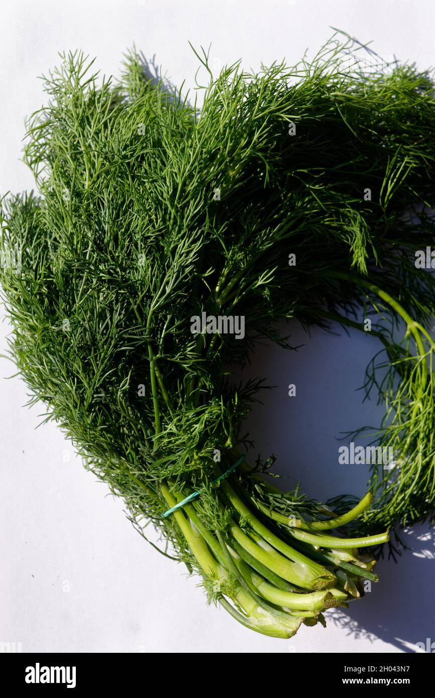 Dill bunch against white background Stock Photo - Alamy