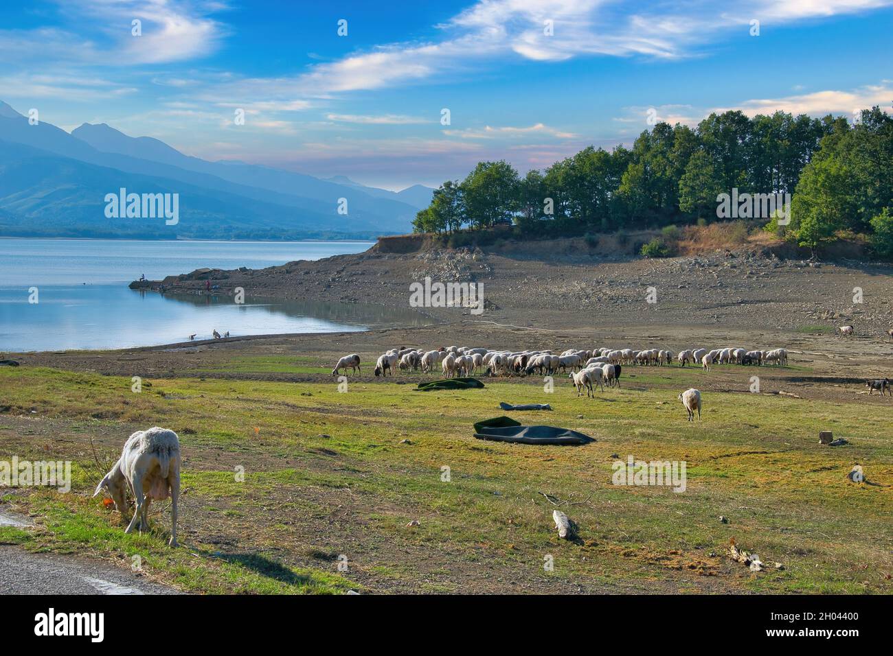 Sheep grazing peaceful agriculture hi-res stock photography and images ...