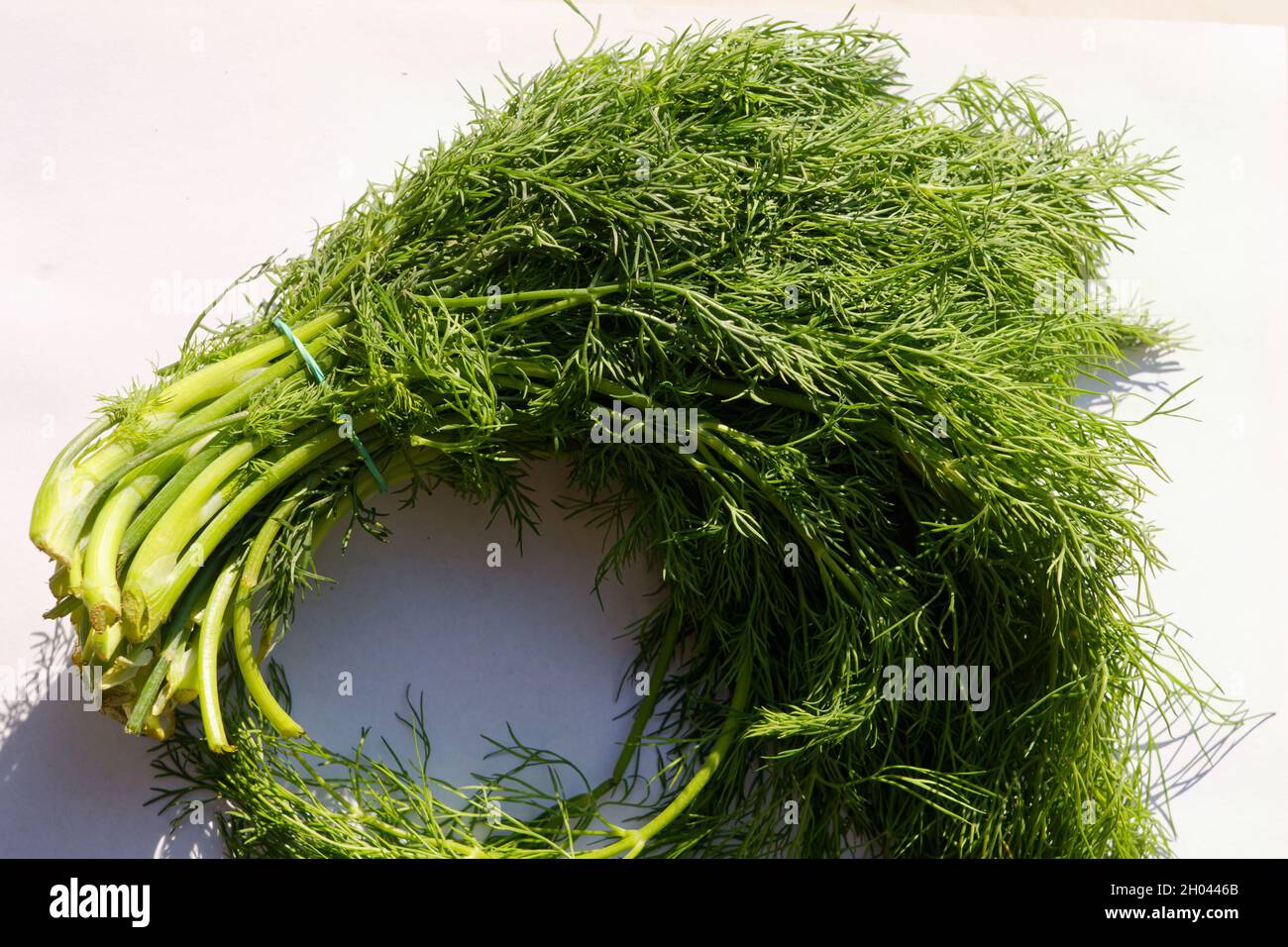 Dill bunch against white background Stock Photo - Alamy