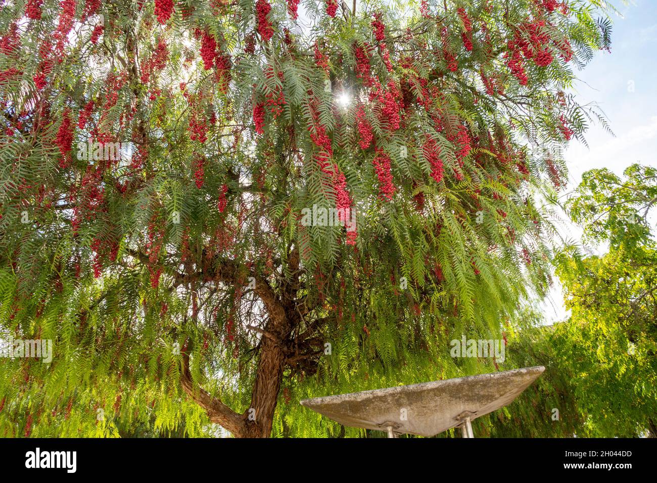 Brazilian pepper tree hi-res stock photography and images - Alamy
