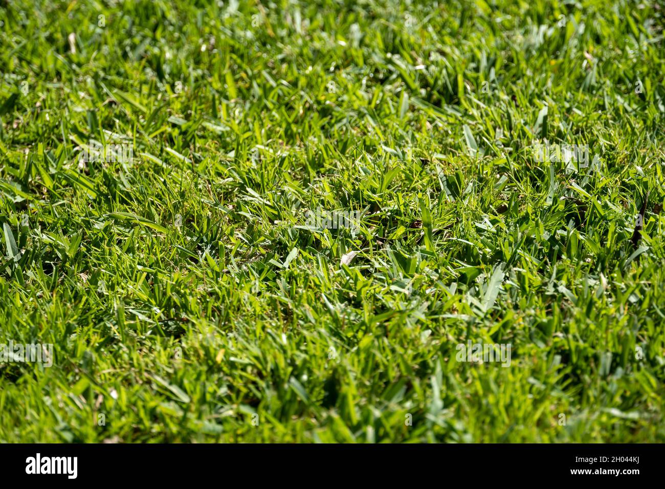 Close up of lush green grass lawn Stock Photo - Alamy