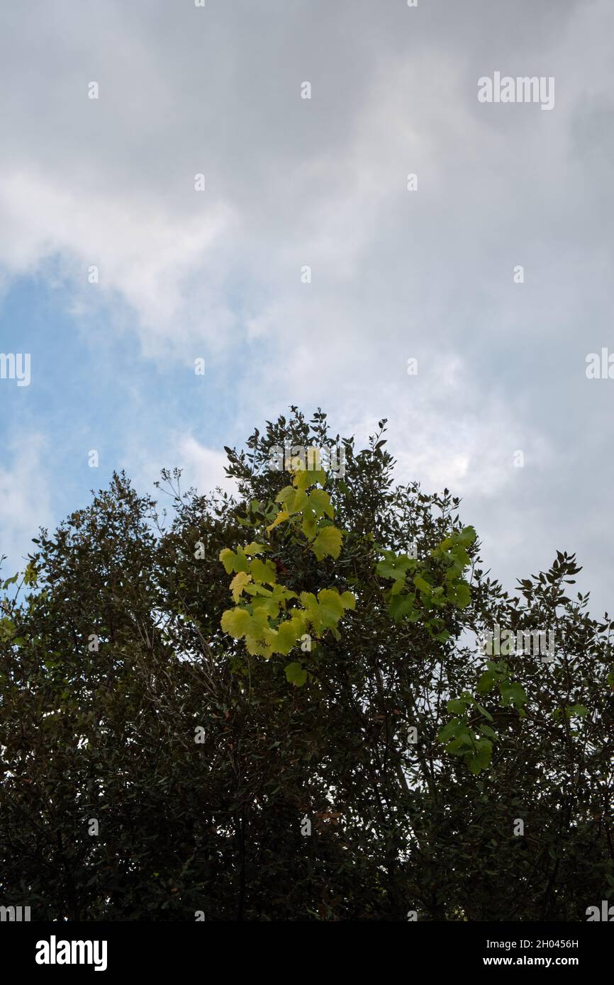 Contrived hi-res stock photography and images - Alamy