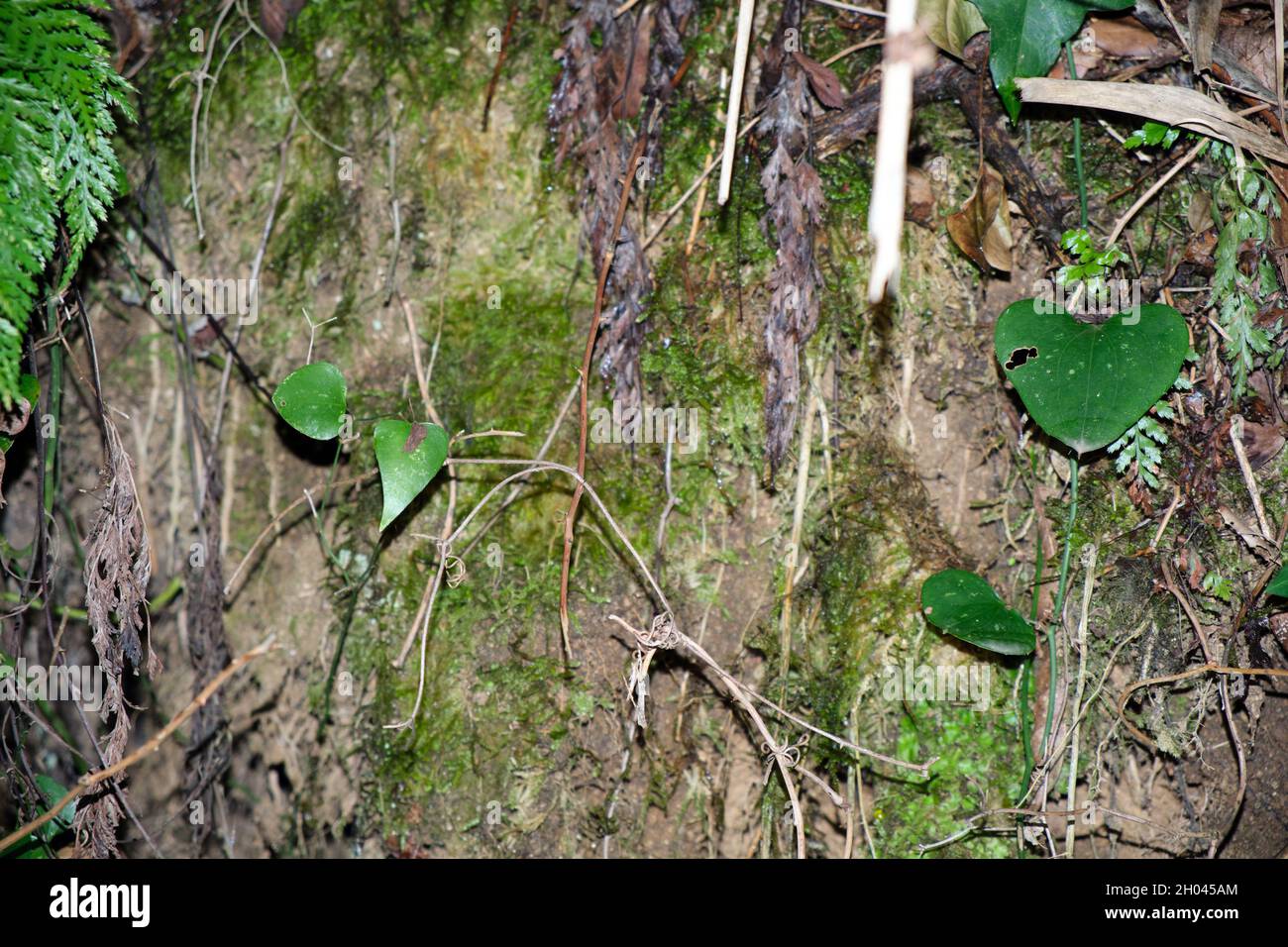 Forest texture scene where leaves and moss are seen. Green color ...