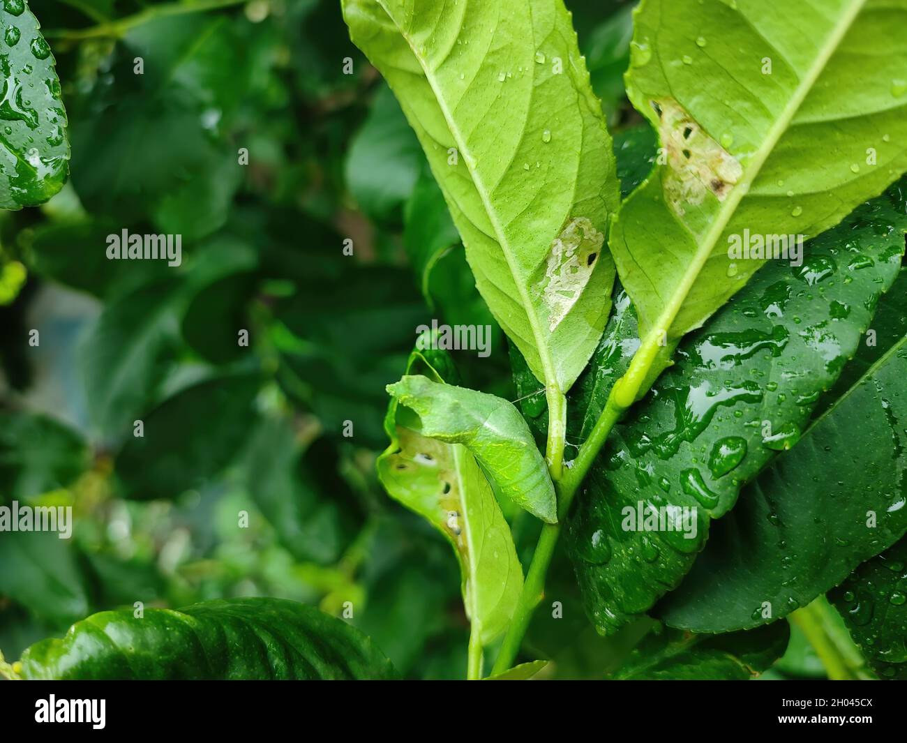 Larva and pupa on a leaf hi-res stock photography and images - Alamy