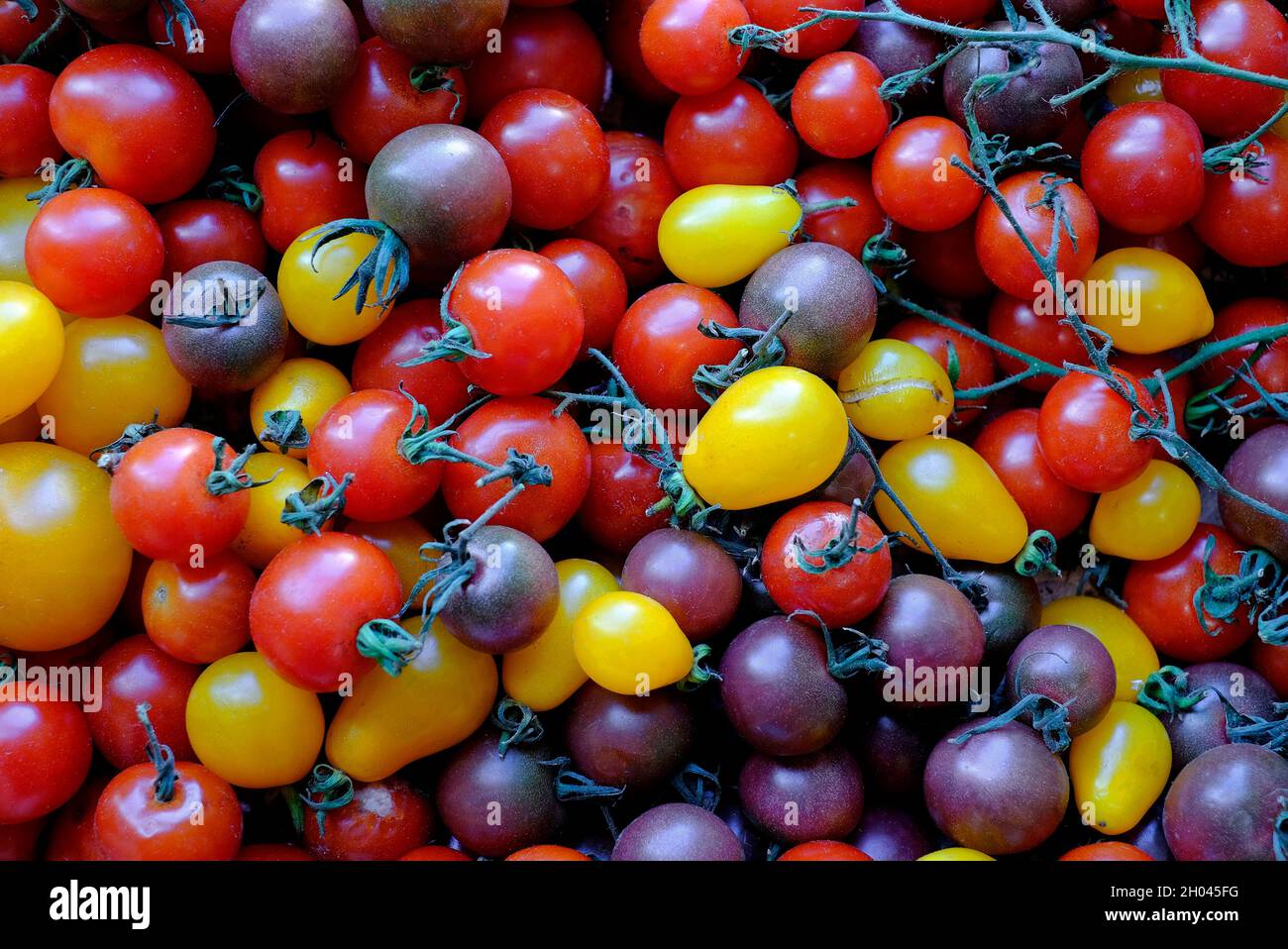 Red tomatoes pear variety hi-res stock photography and images - Alamy