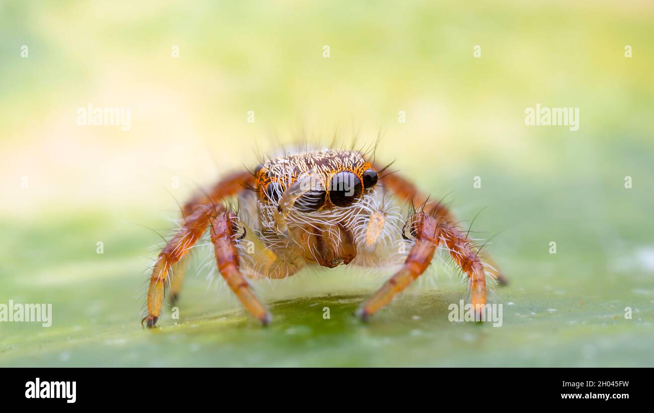 Macro of spider Stock Photo - Alamy