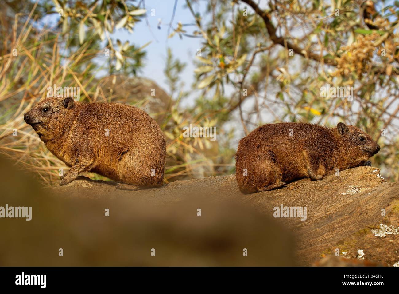 African rabbit hi-res stock photography and images - Alamy