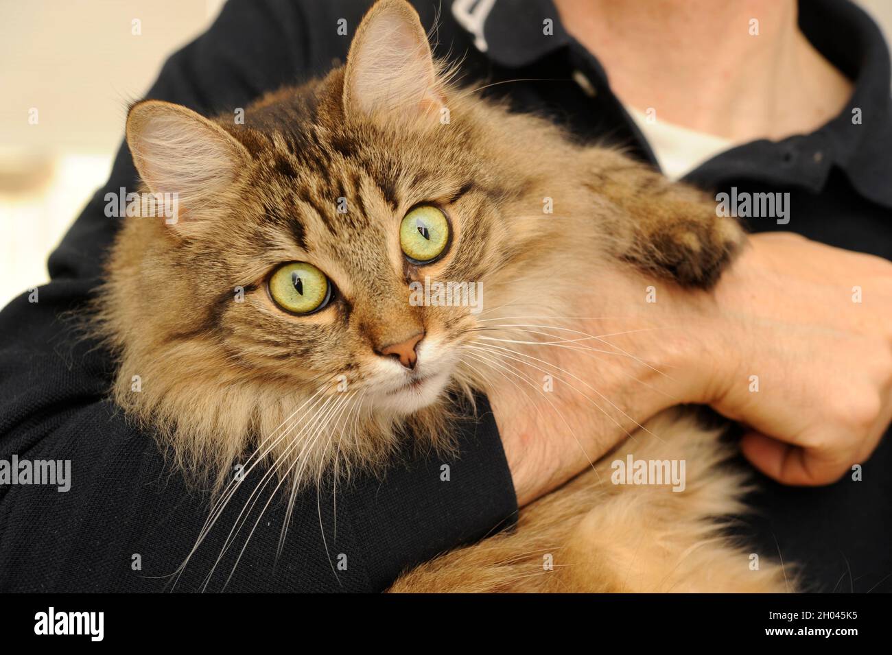 Cat in arms hi-res stock photography and images - Alamy