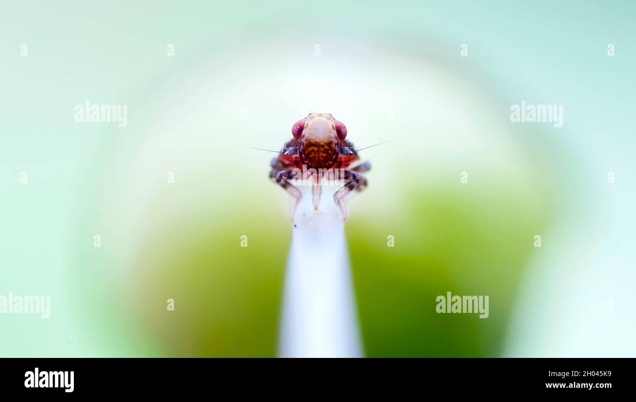 Macro of plant hopper nymph Stock Photo - Alamy