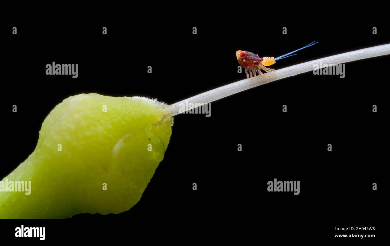 Hopper ant hi-res stock photography and images - Alamy