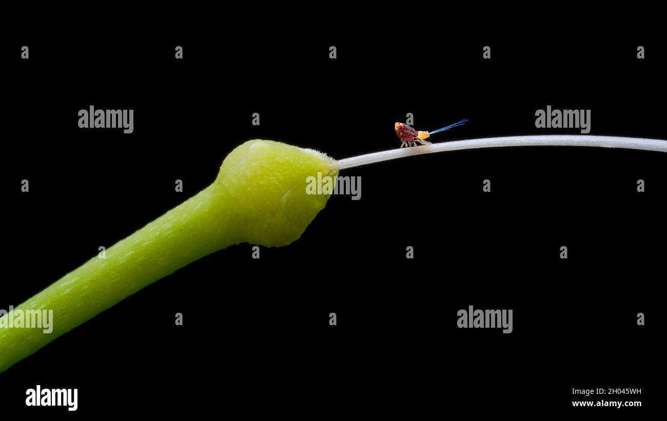Macro of plant hopper nymph Stock Photo - Alamy