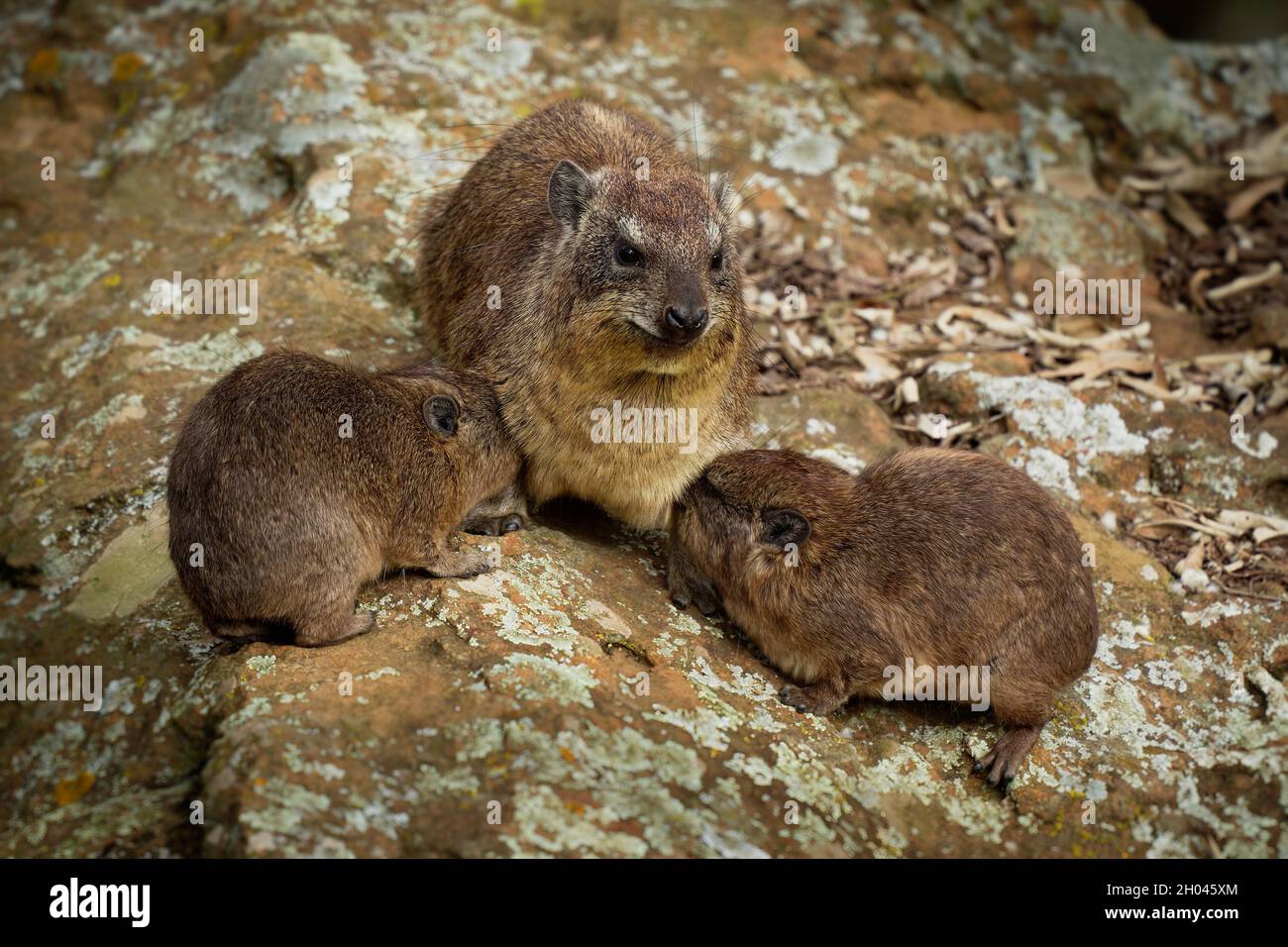 The genus procavia hi-res stock photography and images - Alamy