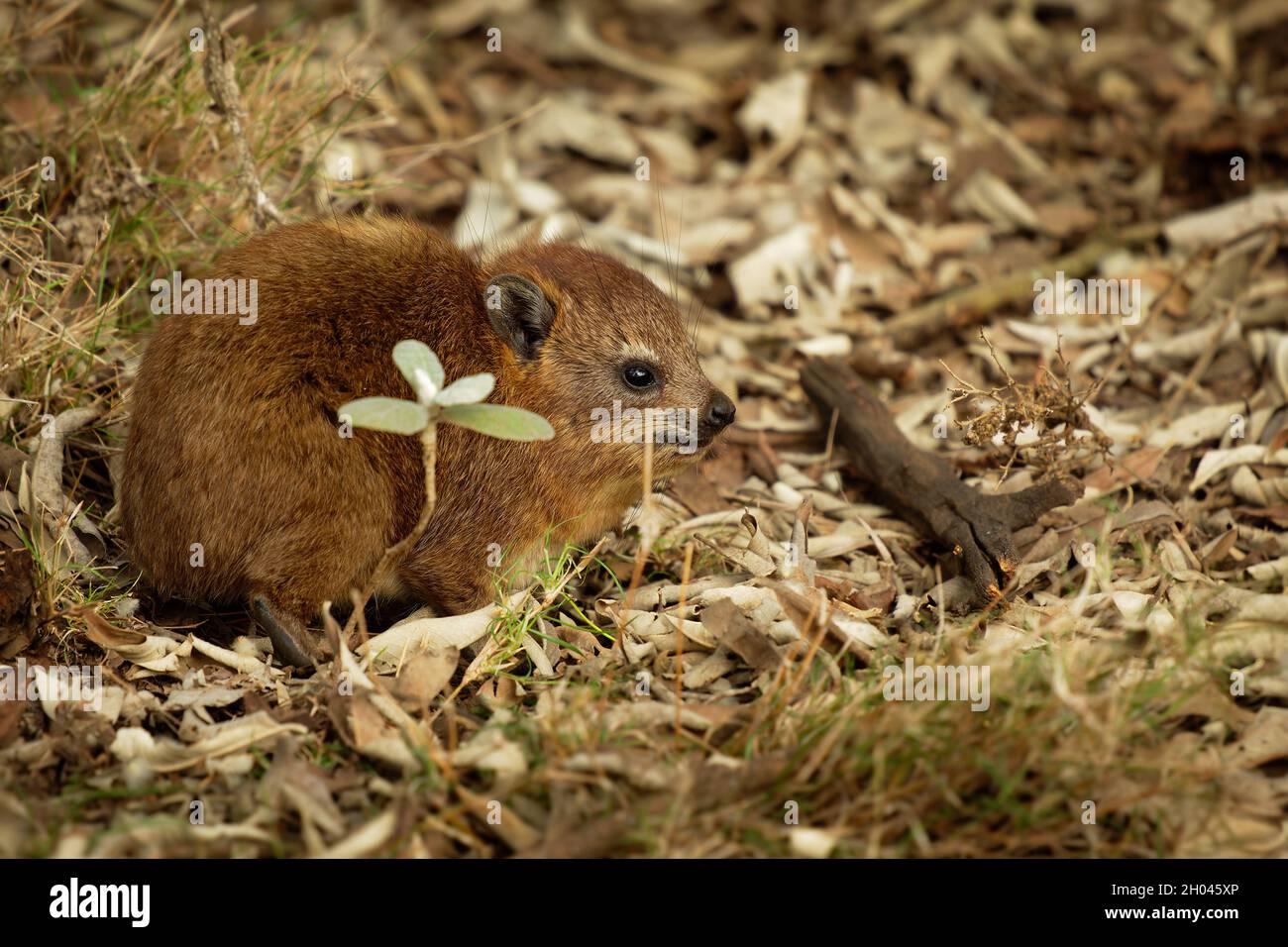Rock Hyrax - Procavia capensis also dassie, Cape hyrax, rock rabbit and ...