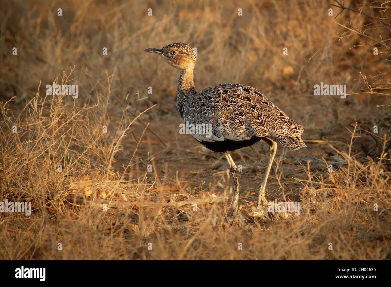 Djibouti somalia hi-res stock photography and images - Alamy