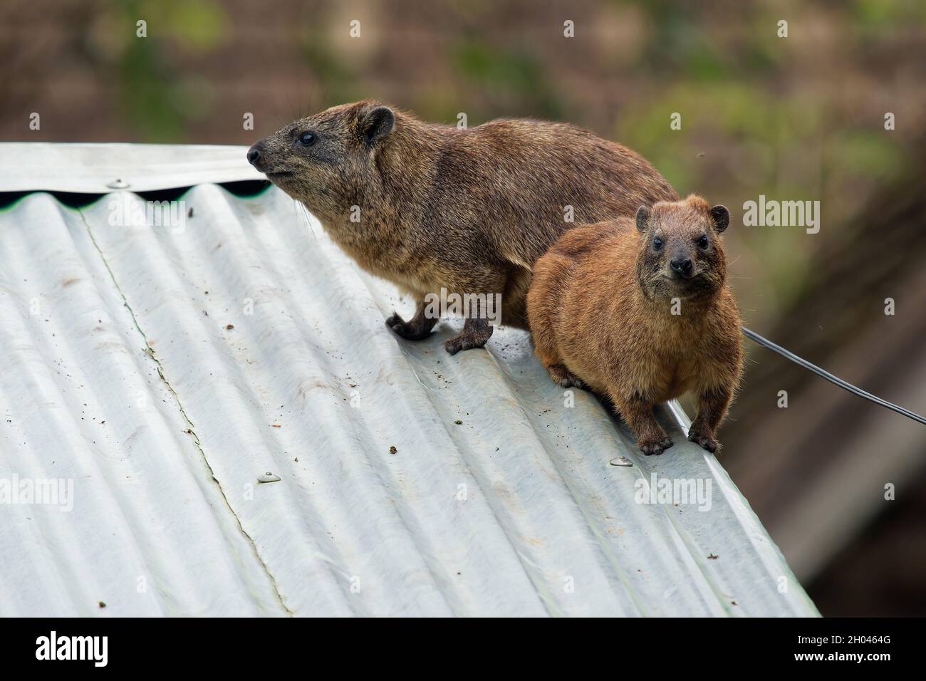 Rock Hyrax - Procavia capensis also dassie, Cape hyrax, rock rabbit and ...