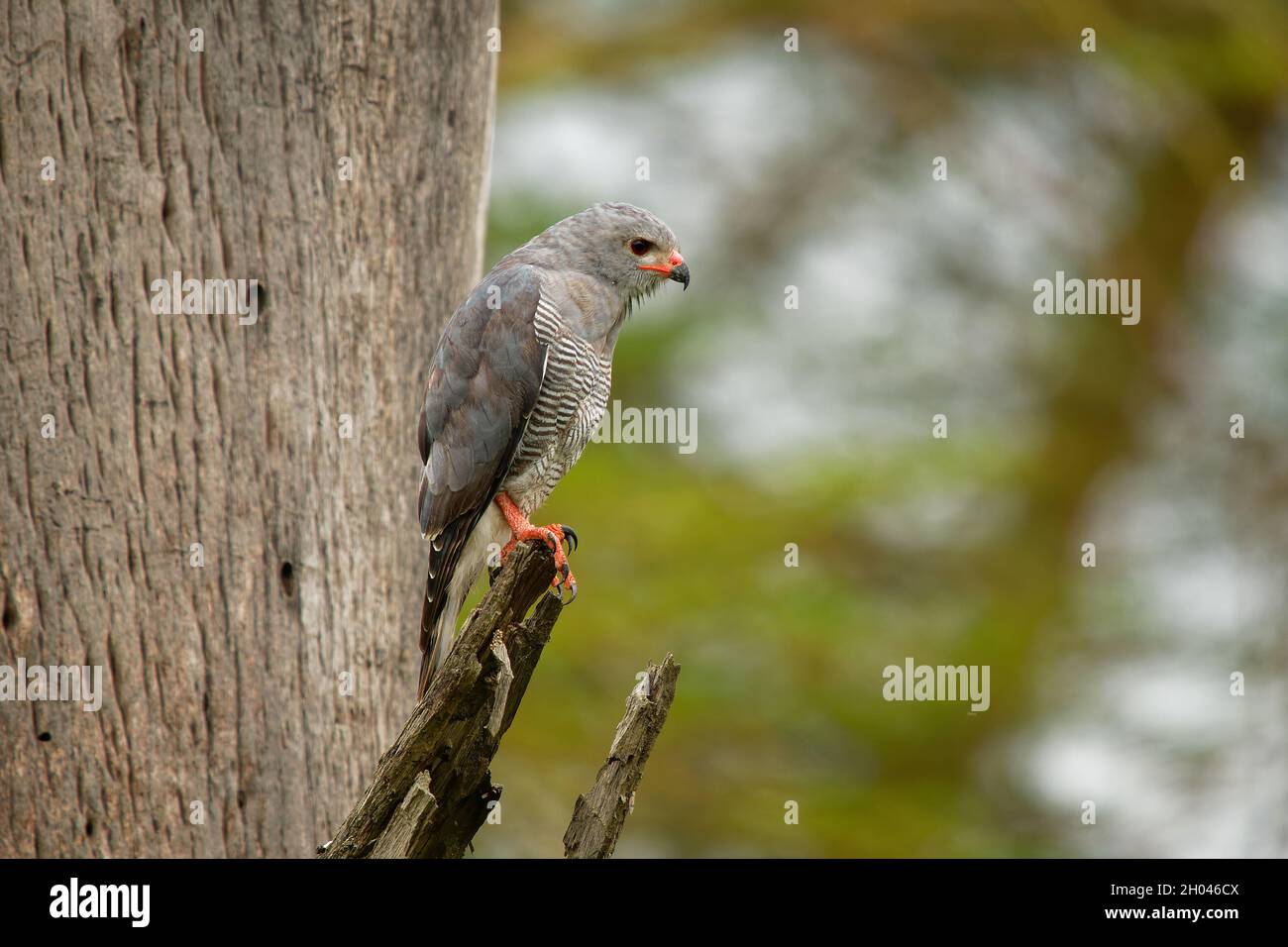 Gabar Goshawk - Micronisus gabar small species of African and Arabian ...