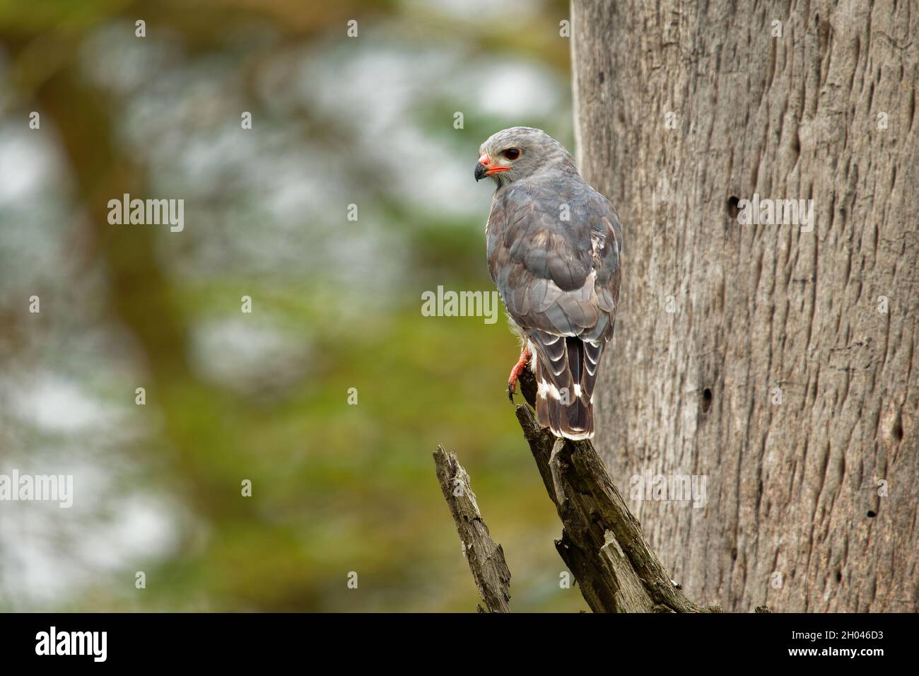 Gabar Goshawk - Micronisus gabar small species of African and Arabian ...
