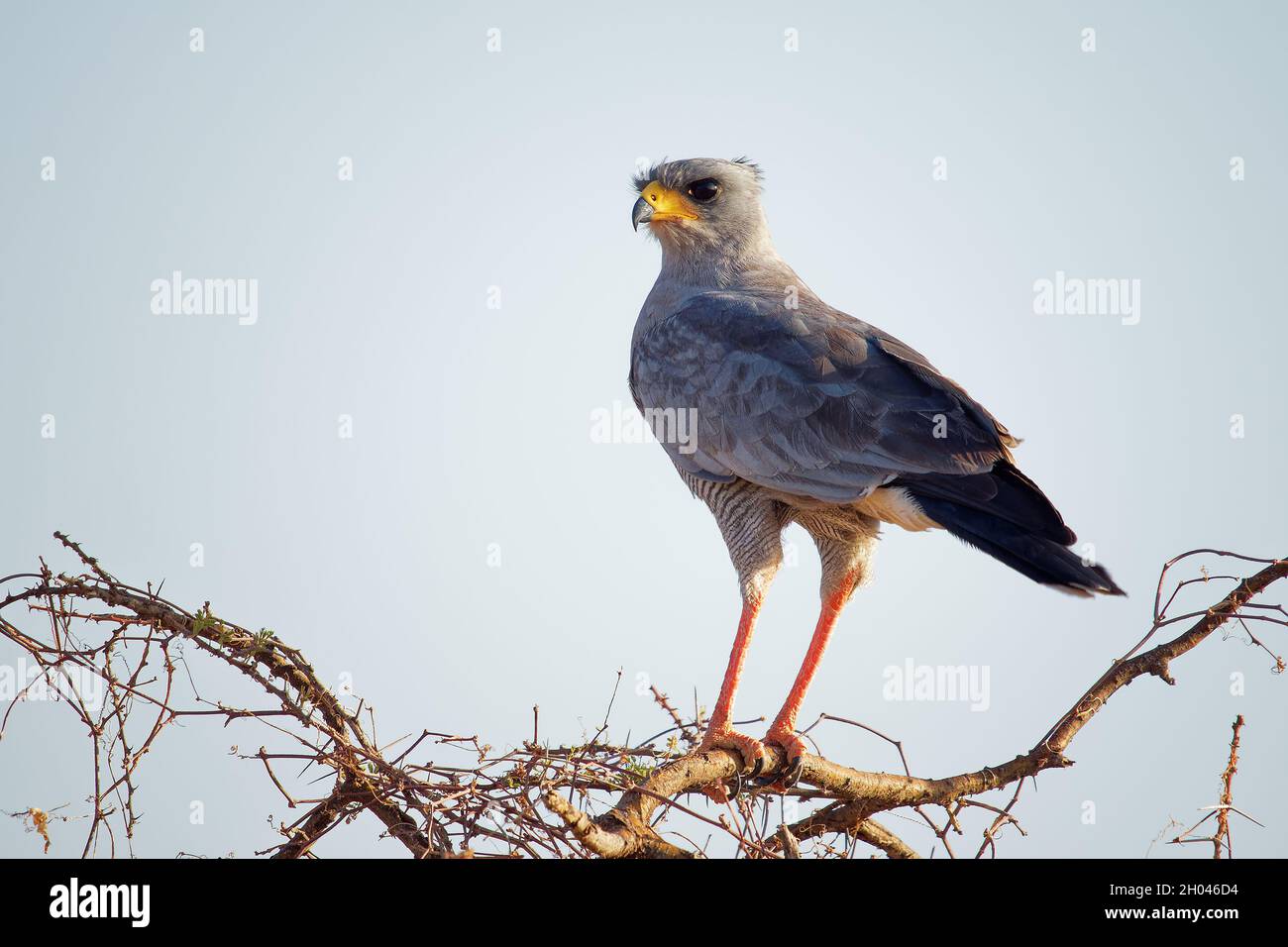 Eastern (pale) Chanting Goshawk - Melierax poliopterus or Somali ...