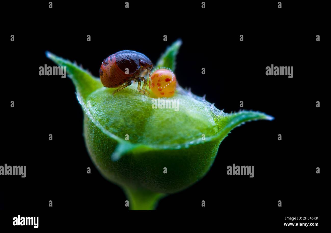 Macro of shield bug Stock Photo - Alamy