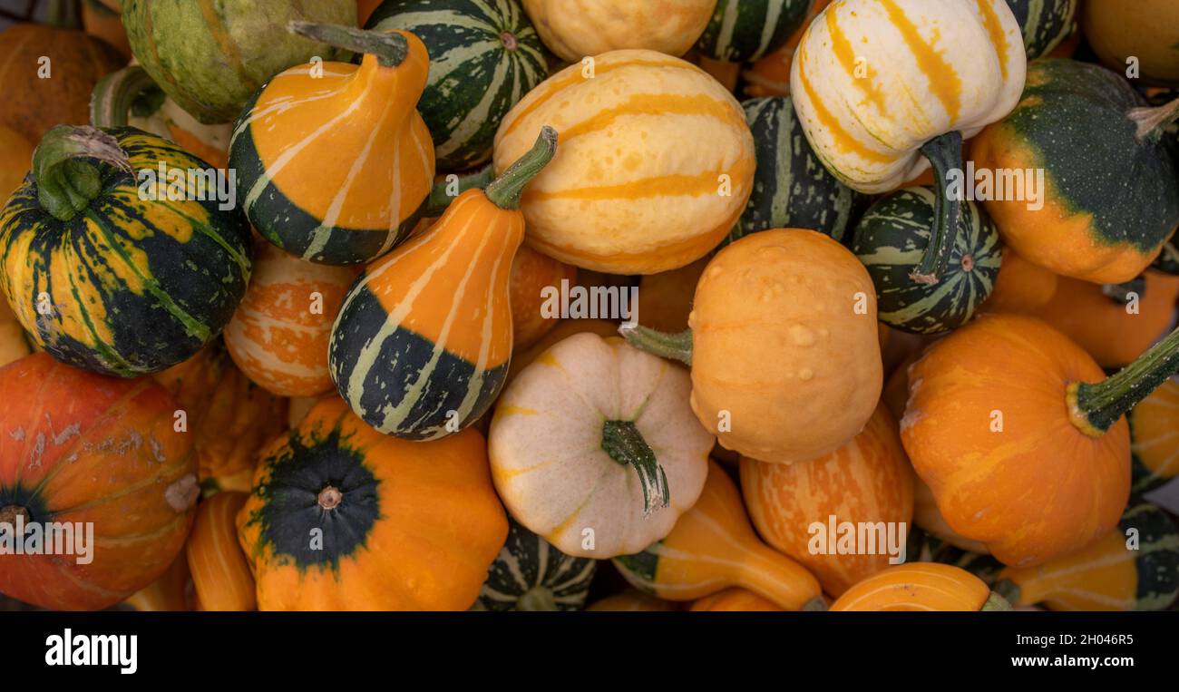 Multi Colored Pumpkin High Resolution Stock Photography and Images - Alamy