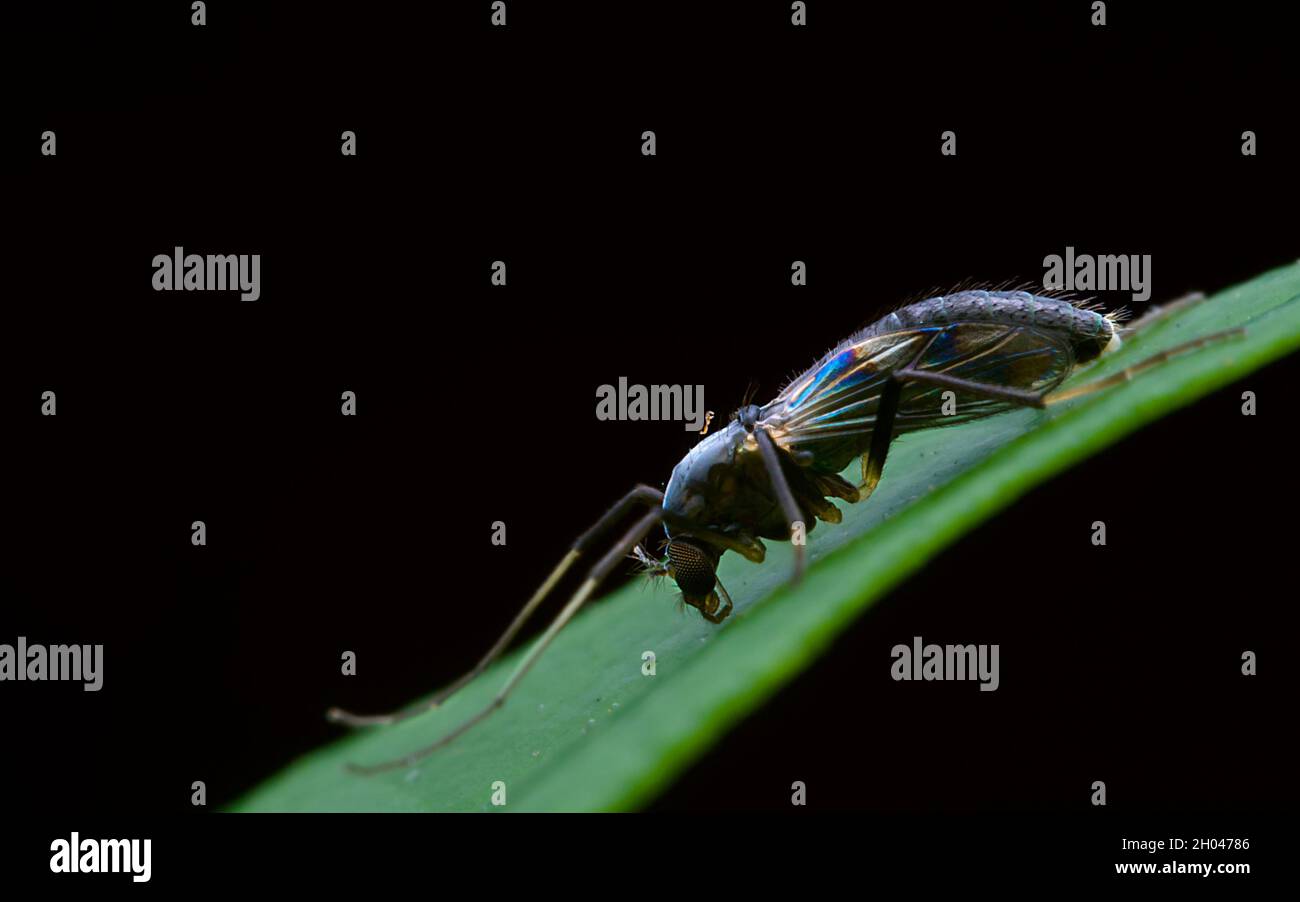 Midge eye hi-res stock photography and images - Alamy