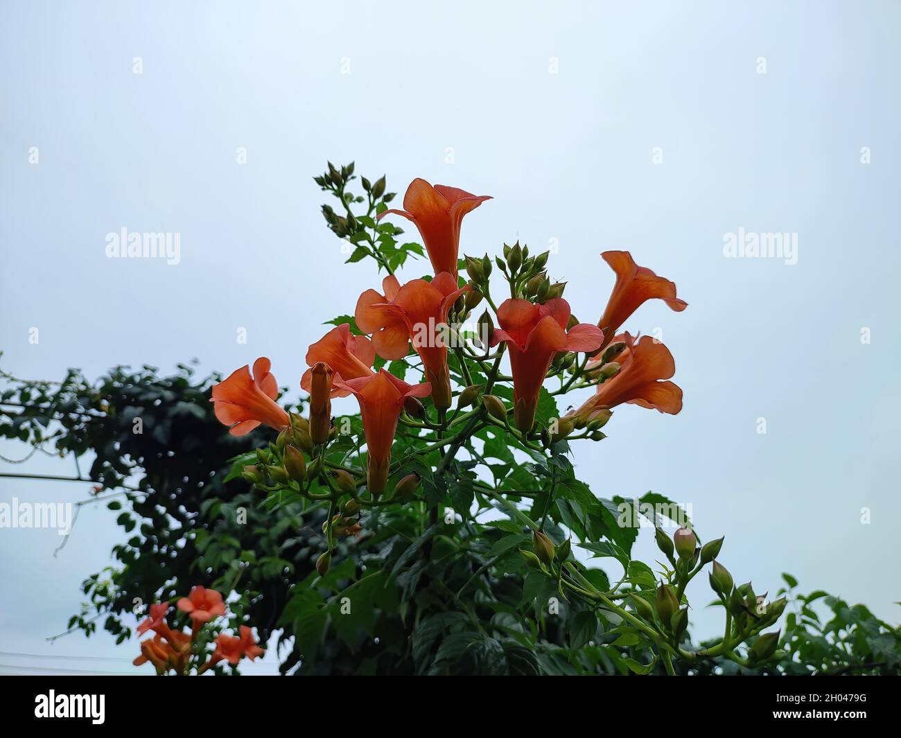 Closeup shot of orange trumpet vine flowers against the sky Stock Photo ...