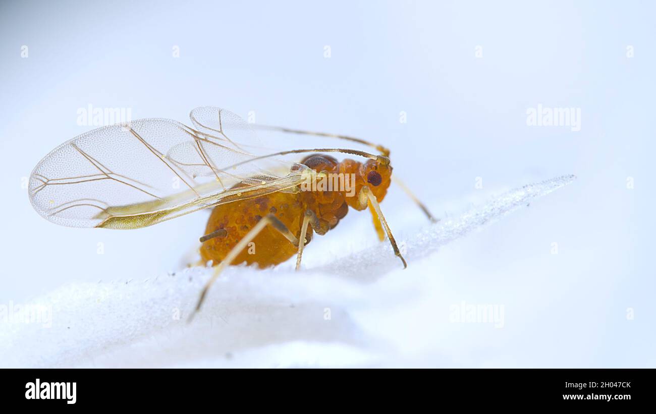 Adult aphid hi-res stock photography and images - Alamy