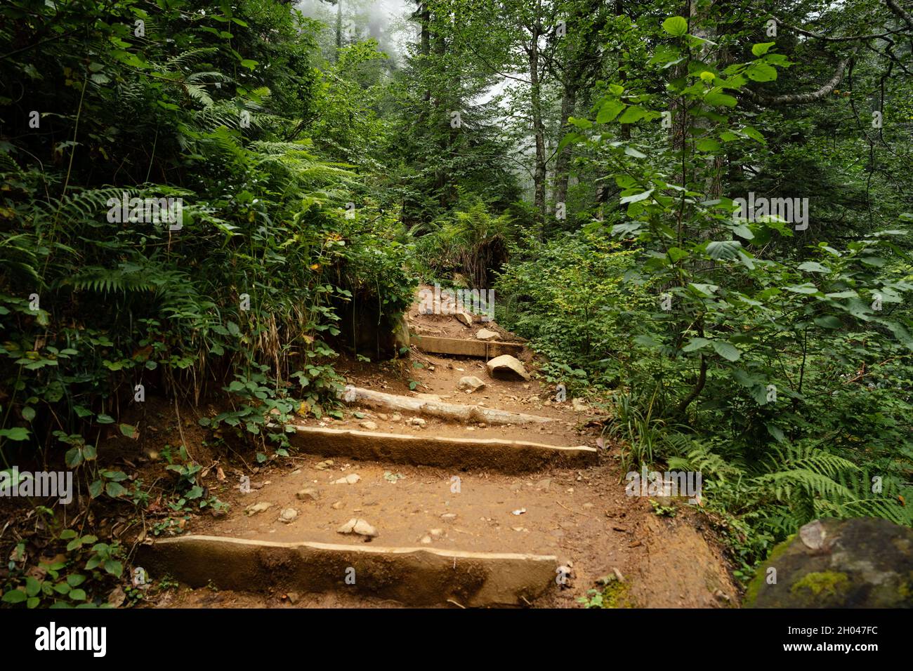 Scenic path with wooden stairs in green forest Stock Photo - Alamy