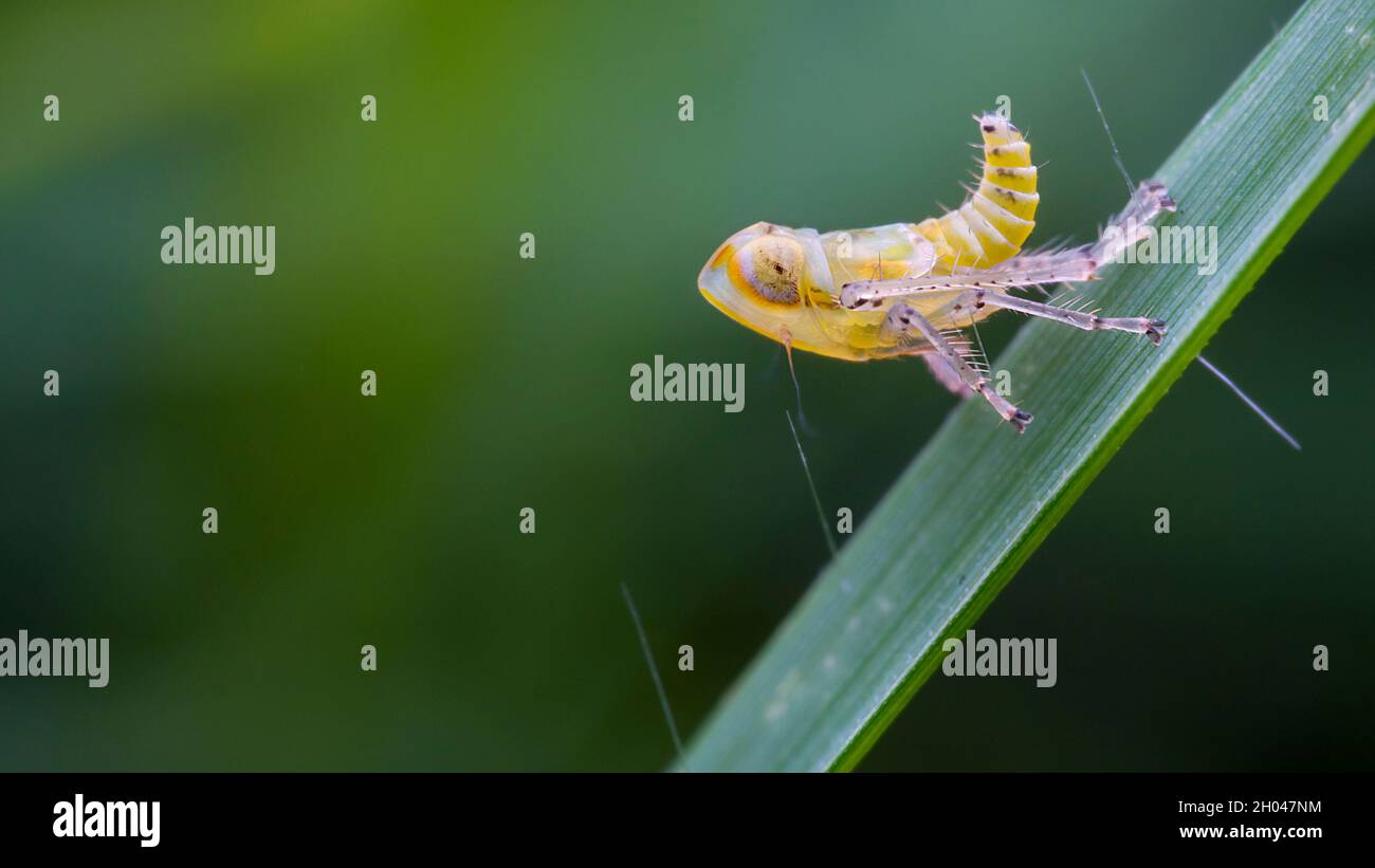 Small green planthopper hi-res stock photography and images - Alamy
