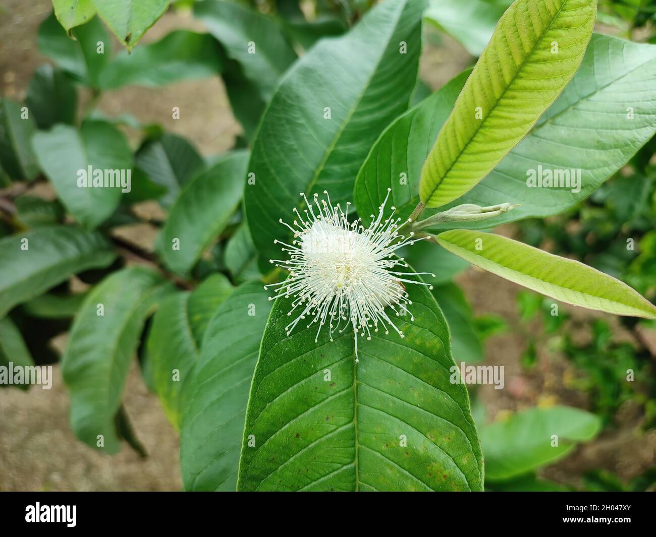 Closeup shot guava leaves hi-res stock photography and images - Alamy
