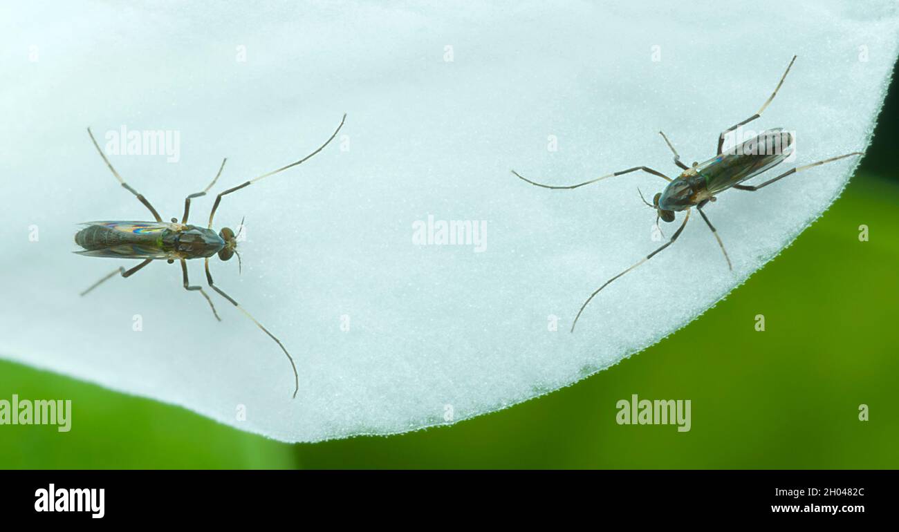 Macro of midge Stock Photo - Alamy