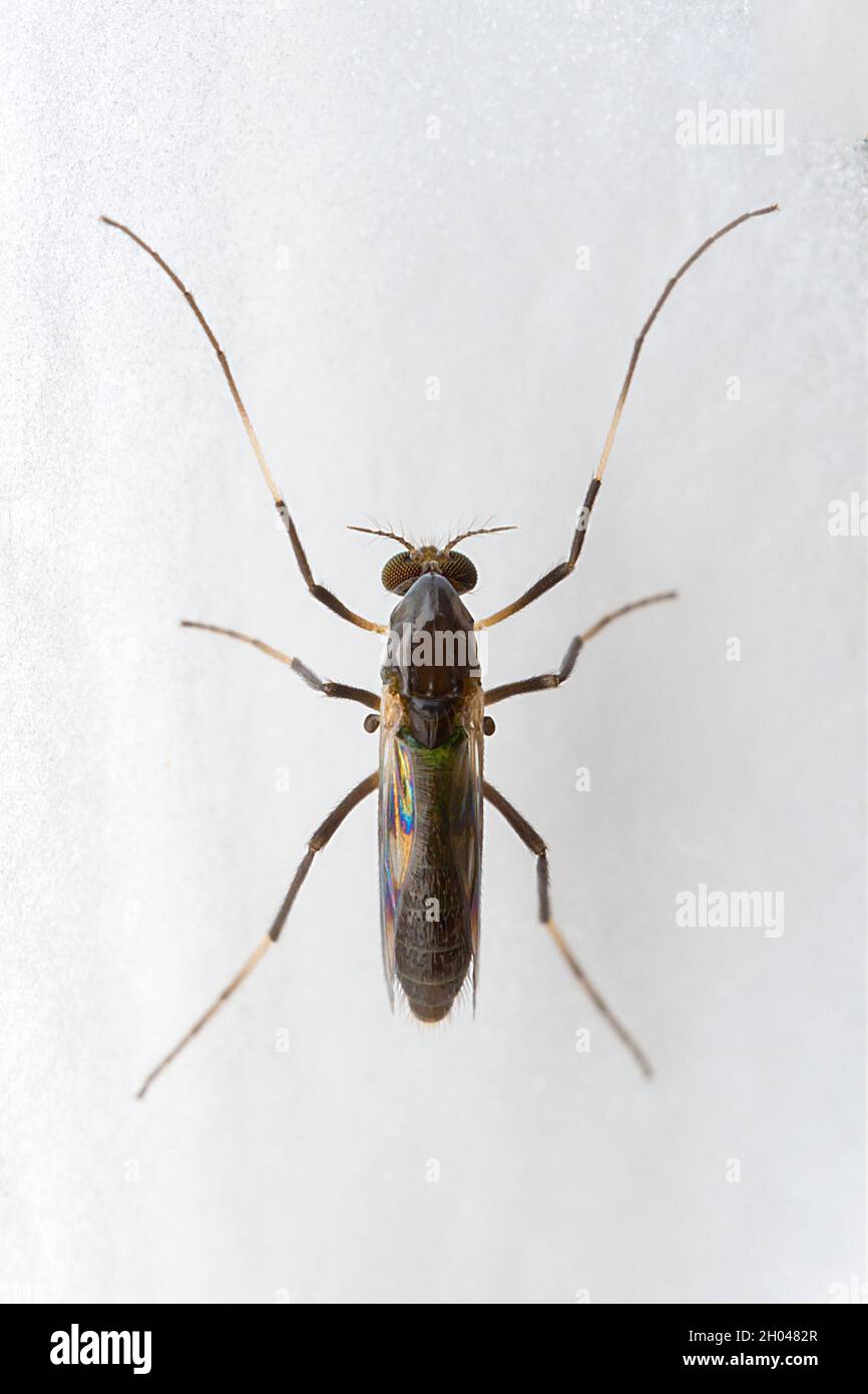 Midge eye hi-res stock photography and images - Alamy