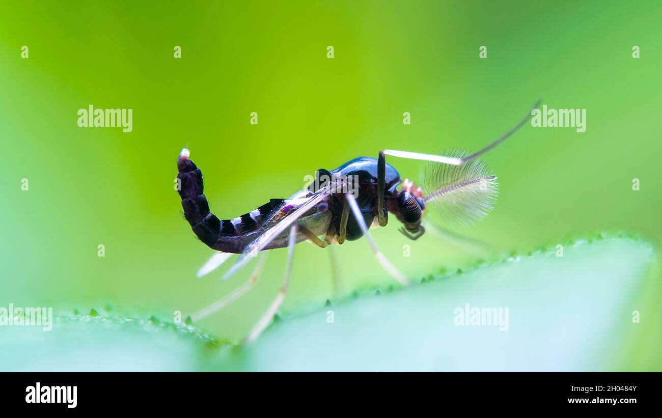 Midge eye hi-res stock photography and images - Alamy