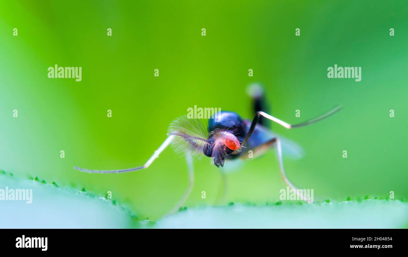 Midge eye hi-res stock photography and images - Alamy