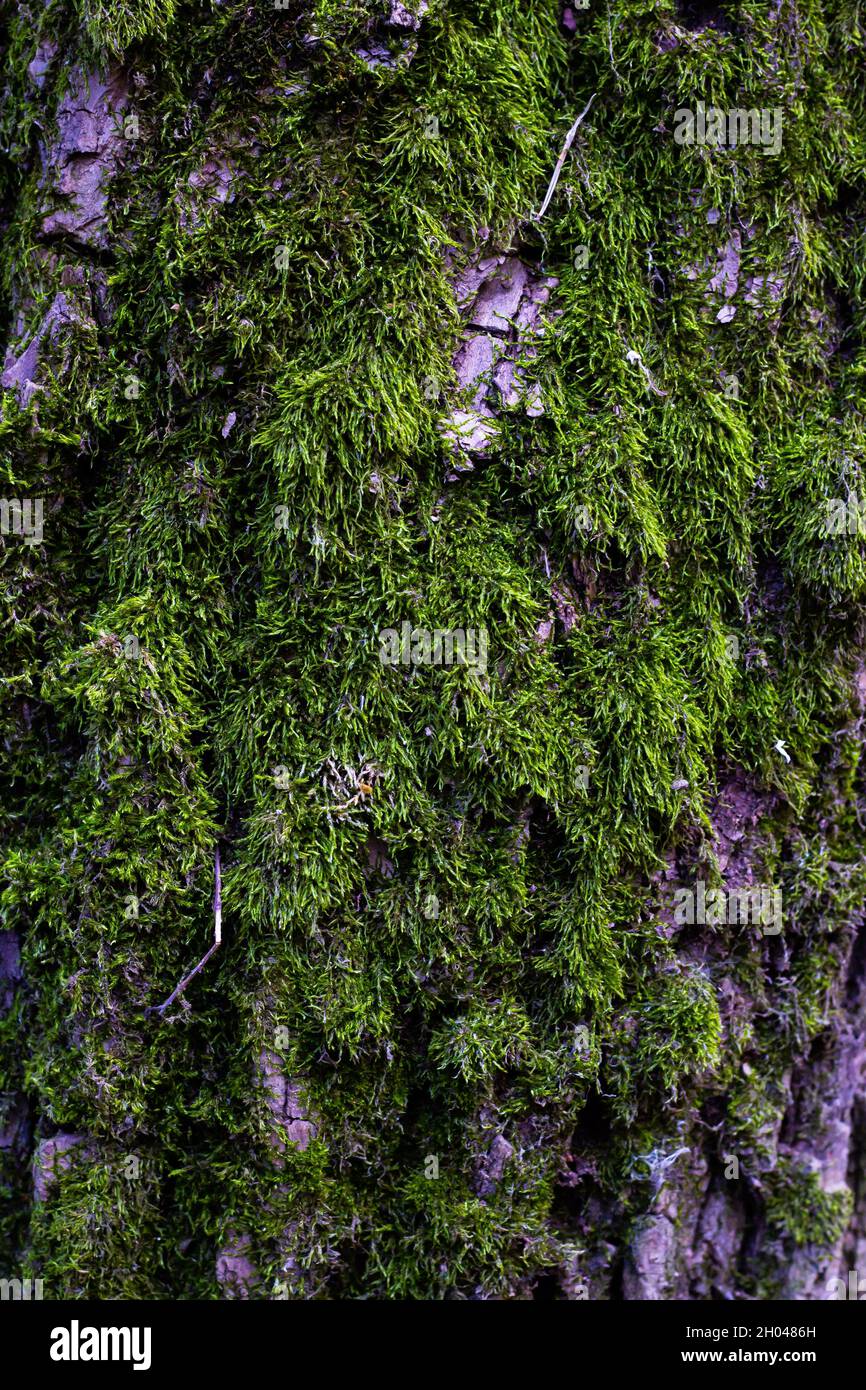 The texture of a tree overgrown with moss Stock Photo - Alamy
