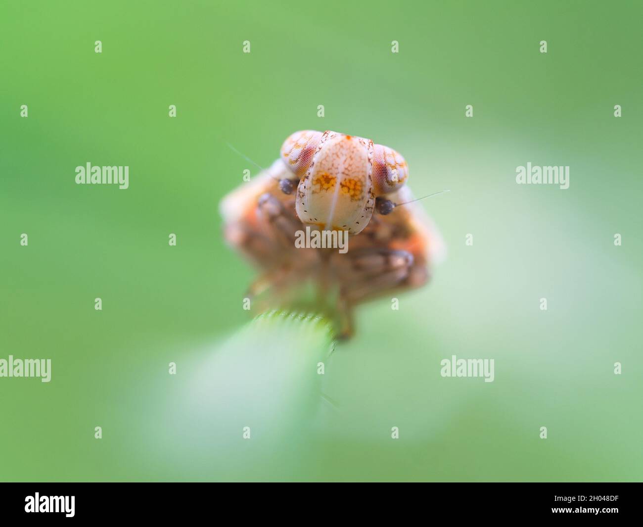 Macro of shield bug nymph Stock Photo - Alamy