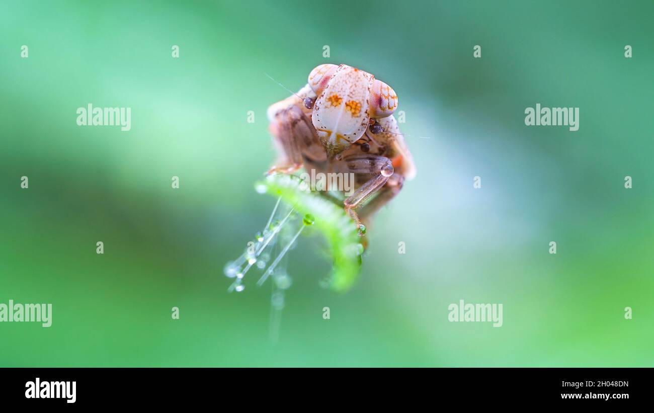 Macro of shield bug nymph Stock Photo - Alamy