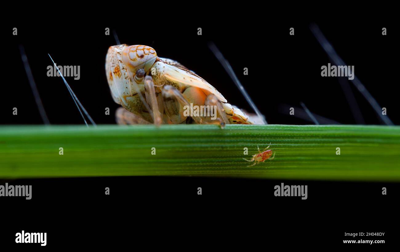 Metallic shield bugs hi-res stock photography and images - Alamy