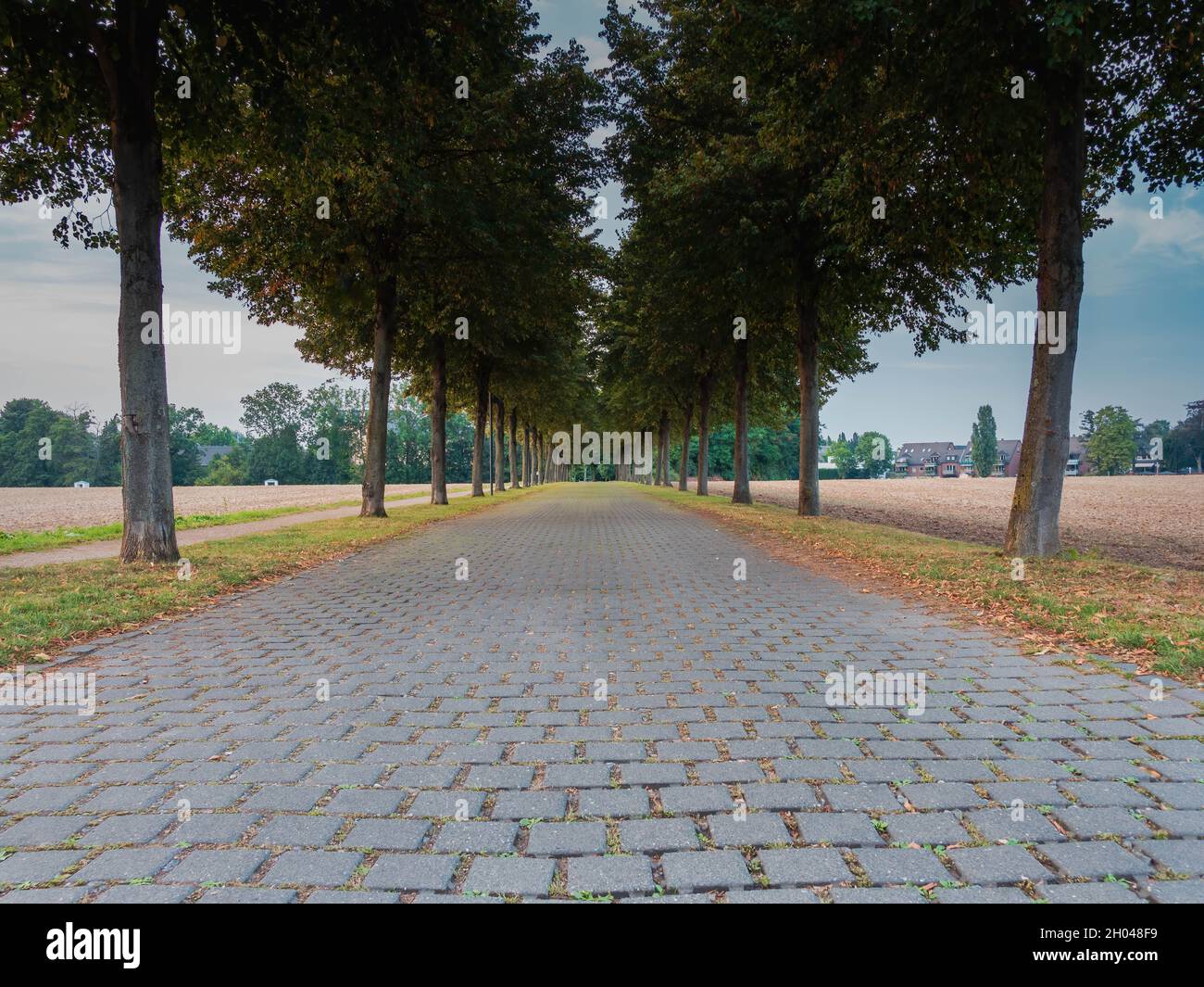 Paved path with trees on the sidewalks Stock Photo - Alamy