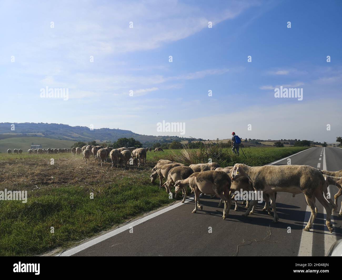Animals crossing the road Stock Photo - Alamy