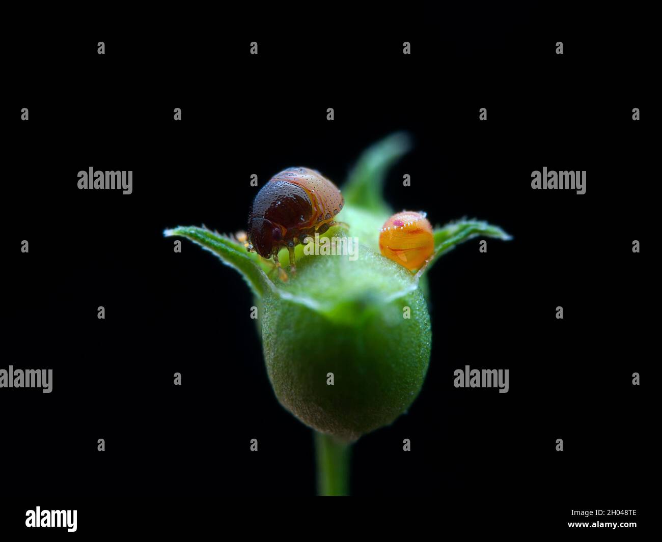 macro of shield bug Stock Photo - Alamy